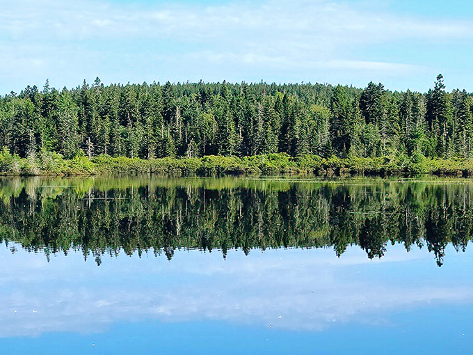 Roque Bluffs State Park: Mirror-like waters reflect towering pines, creating nature's perfect symmetry in this hidden Maine treasure.