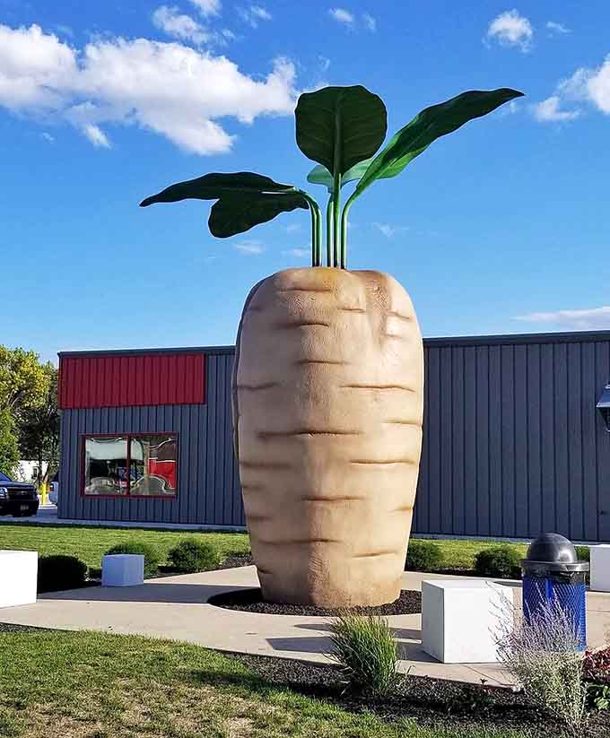 Standing tall like a vegetable superhero, this 21-foot sugar beet monument proves that Halstad, Minnesota knows how to honor its agricultural roots in the most spectacular way possible.