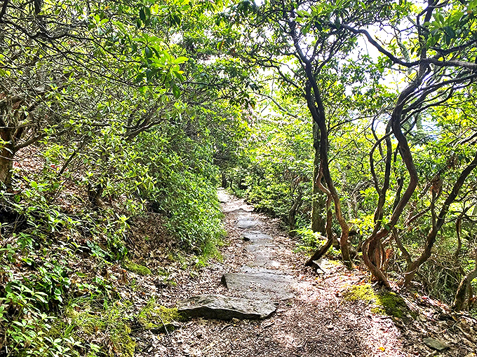 The Mount Pisgah Trail beckons with its winding path through verdant forest – nature's invitation to adventure that's impossible to decline.