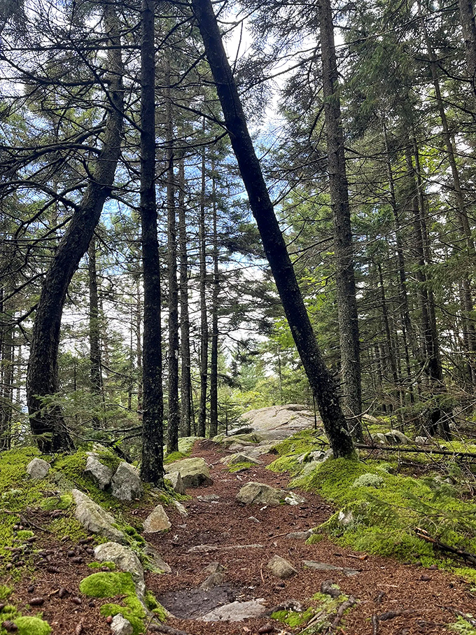 A forest cathedral where sunlight plays hide-and-seek through towering pines, creating nature's own stained glass effect on the Brownsville Trail.