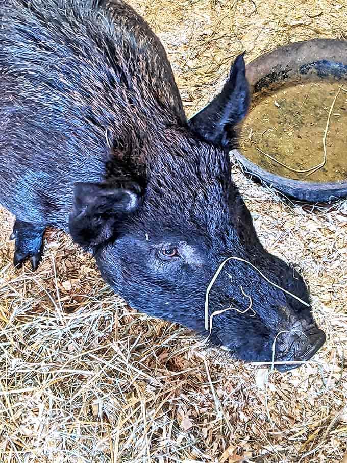 This black pig's intelligent eyes assess visitors with unmistakable curiosity, perhaps wondering if you've brought snacks to share.