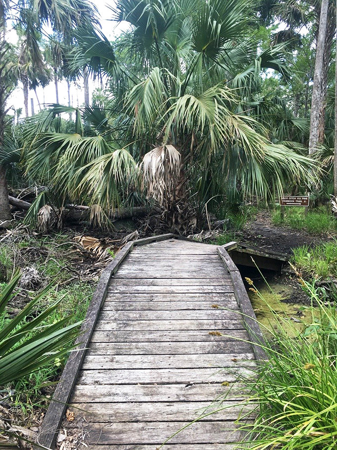 Nature's catwalk! This sturdy boardwalk invites visitors to stroll above wetlands while keeping their shoes surprisingly dry.