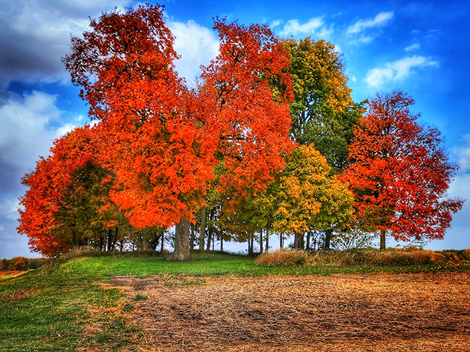 Comlara Park&mdash;paints the park in brilliant reds and golds, creating a natural masterpiece around our metallic friend.
