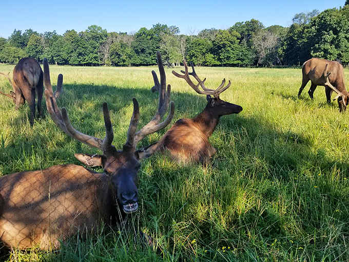 The preserve's resident elk lounge regally in tall grass, sporting impressive antlers that would make any Wisconsin license plate jealous.