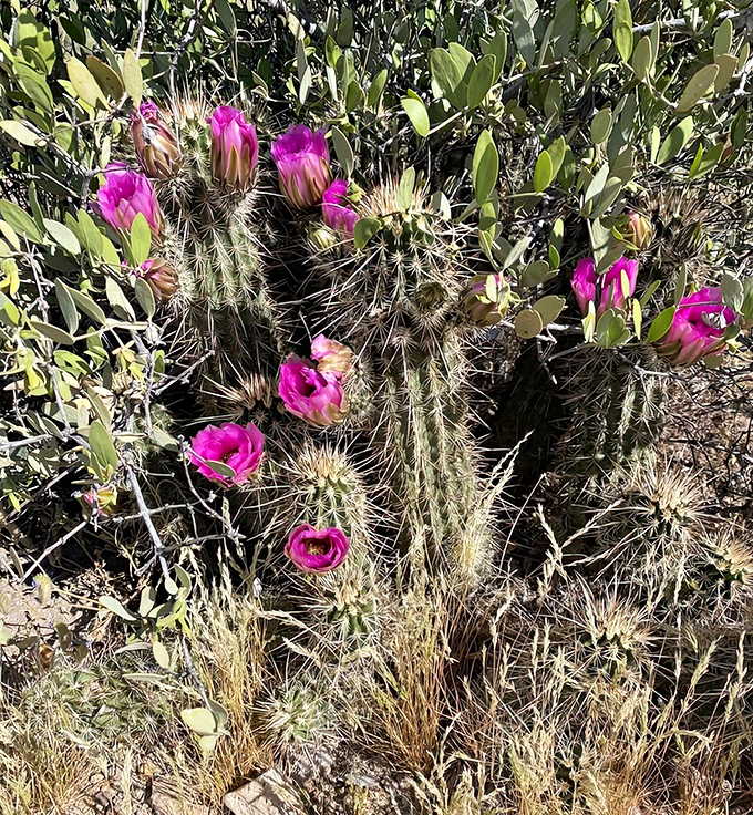Nature's contradiction &ndash; delicate pink blooms emerge from spiny defenses, proving that even in the harshest environments, beauty finds a way to flourish.