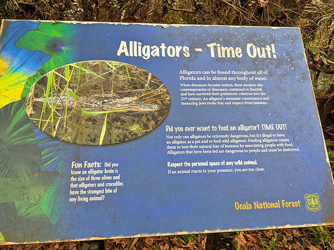 "Alligators – Time Out!" The sign reminds visitors that these prehistoric residents deserve respect and distance, not snacks from your picnic basket.