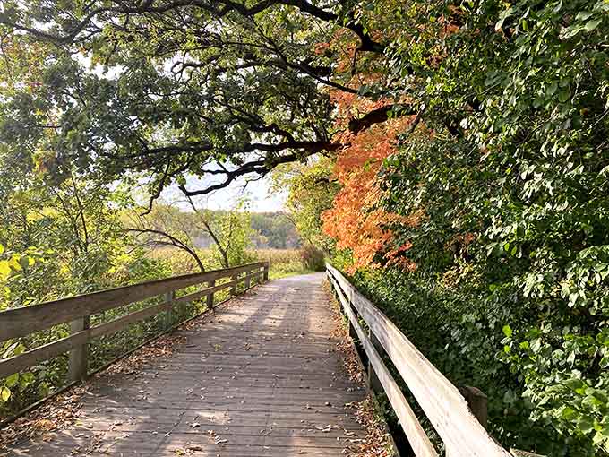 This boardwalk leads through autumn like a pathway to Narnia, except the only lion you'll meet is probably a squirrel.