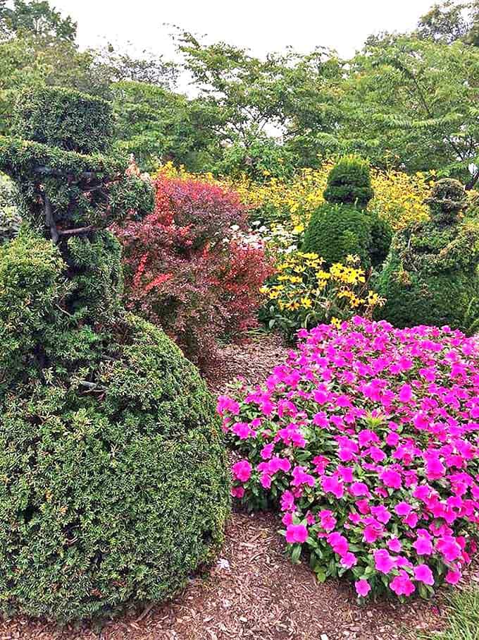 Vibrant pink blooms create a stunning contrast against the precisely trimmed greenery, adding painterly splashes of color.