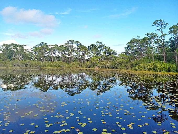 Florida's answer to Monet's garden, this tranquil scene invites contemplation and maybe a frog serenade.
