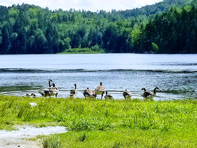 The geese have gathered for what appears to be either a family reunion or a very important board meeting.