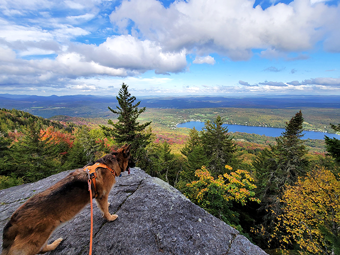 A four-legged hiker enjoying the summit view &ndash; proving that dogs appreciate a good landscape as much as their human companions.