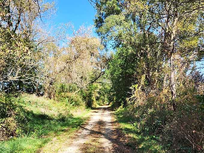 Fall's golden canopy creates a magical tunnel of light, where every step crunches satisfyingly through Wisconsin's autumn splendor.