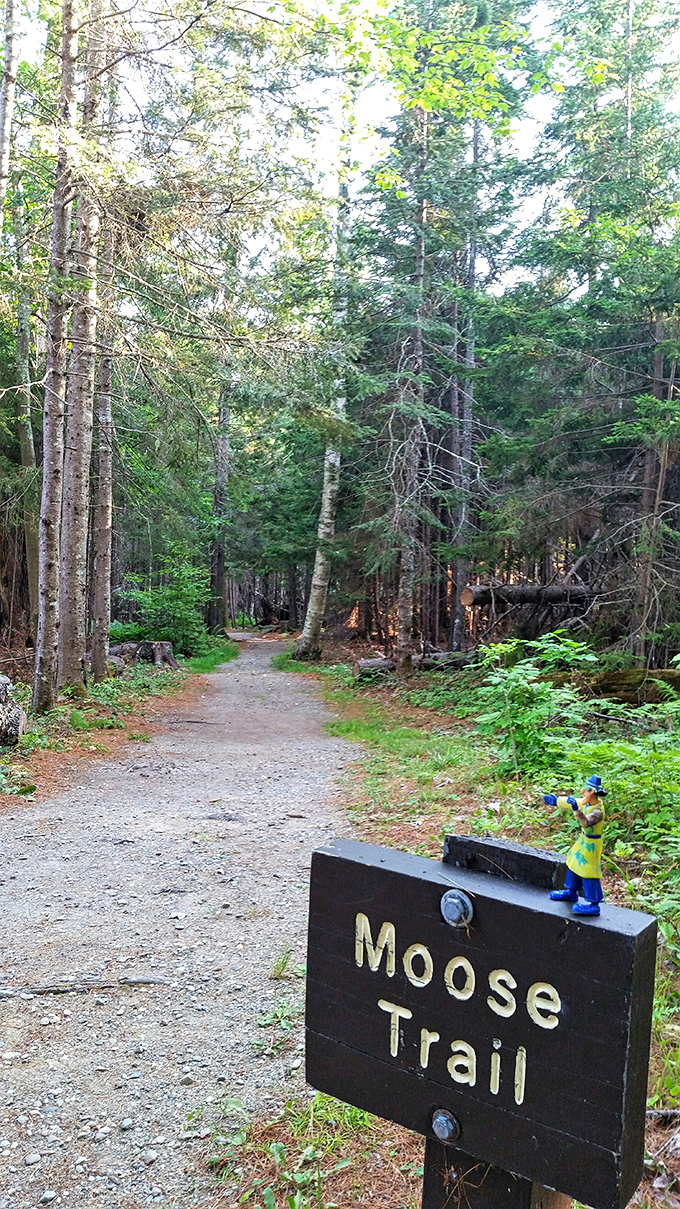 The aptly named Moose Trail winds through dense forest, where the air feels noticeably cooler and ferns carpet the forest floor.