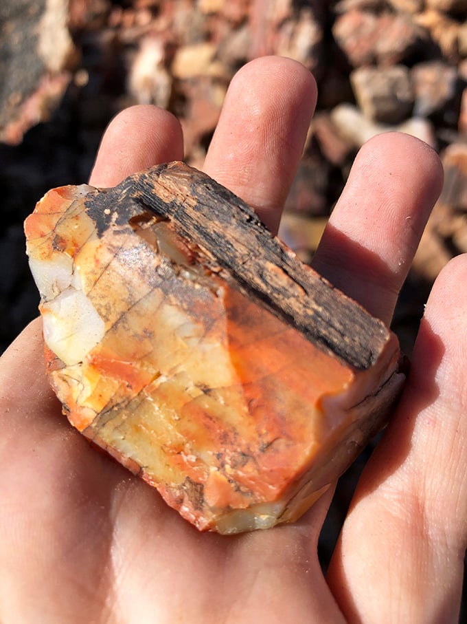 Ancient wood transformed through alchemy of time and minerals &ndash; each layer tells a story older than human civilization.