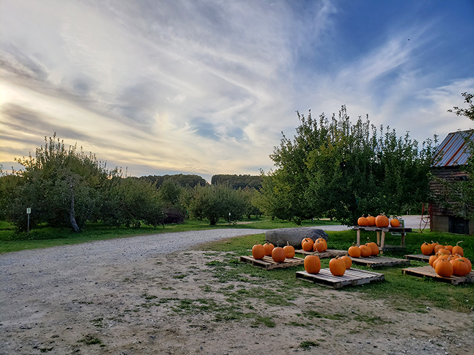 Autumn's orange ambassadors stand guard outside the red barn, promising that Halloween and pumpkin season have officially arrived.
