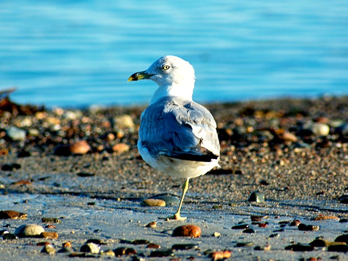 Beach sentinel: this ring-billed gull surveys his pebbled domain, contemplating whether your picnic might become his next meal.