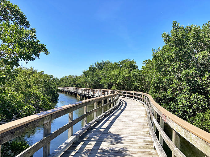 The curved boardwalk invites exploration through mangrove tunnels &ndash; like a wooden ribbon threading through nature's emerald tapestry.