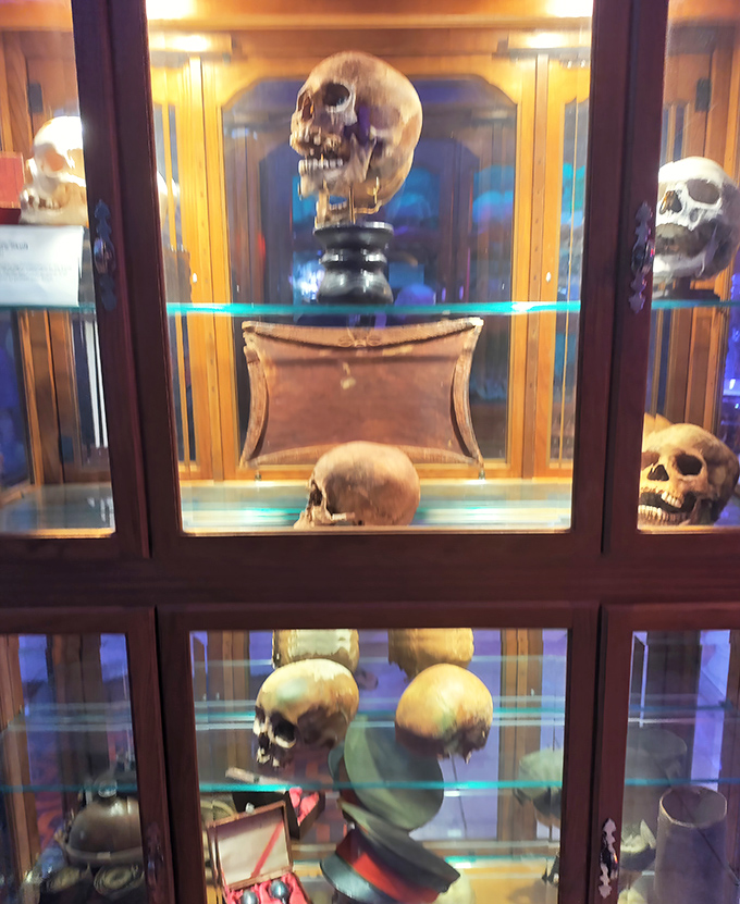 The museum's collection includes authentic skulls, carefully preserved and displayed with educational context about their historical significance.