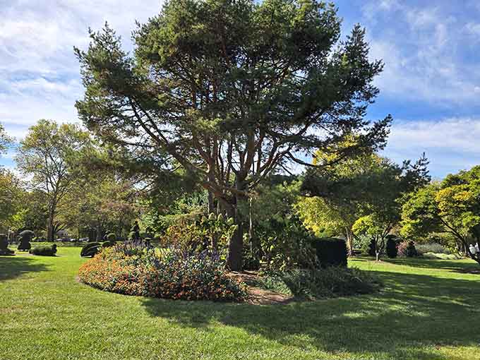 This magnificent tree serves as a natural backdrop, reminding visitors that sometimes Mother Nature's original designs need no improvement whatsoever.