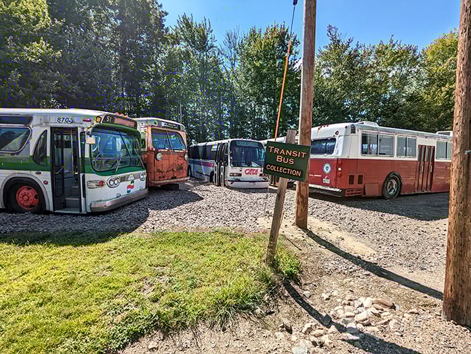 The transit bus collection showcases how public transportation evolved after the trolley era, with vehicles representing different decades of design and technology.