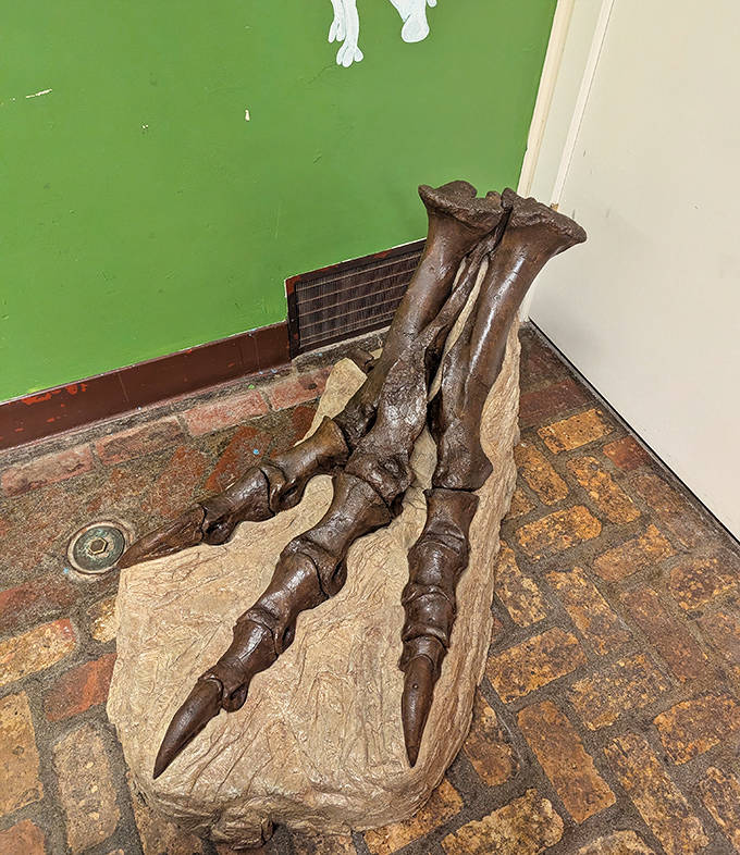 The massive three-toed foot of a Tyrannosaurus rex offers perspective on just how formidable these prehistoric predators truly were.