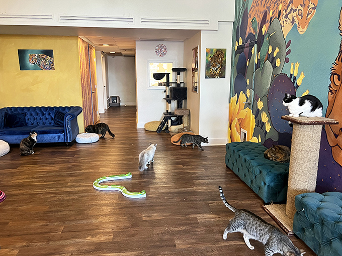The ultimate playground for cats and humans alike, where felines roam free and visitors can lounge on plush furniture between play sessions.