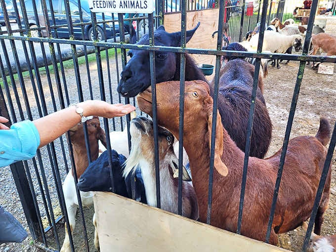 The petting zoo's eager residents create magical moments for young visitors, many experiencing their first close encounter with farm animals.