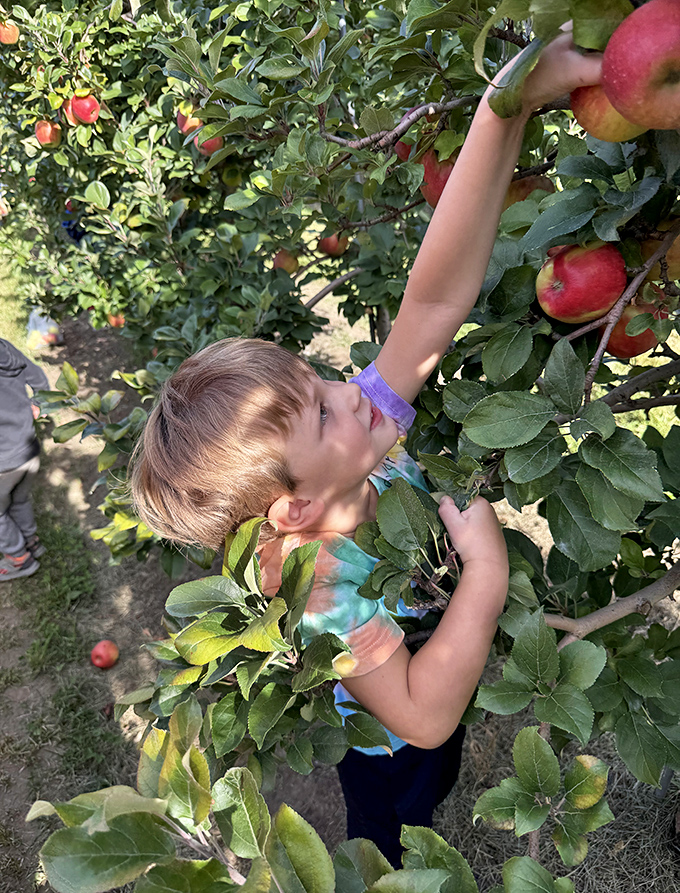 Future apple connoisseur at work &ndash; tiny hands reach for the perfect pick, creating memories that will last far longer than the fruit itself.