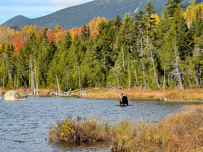 This magnificent moose enjoys his morning bath, completely unbothered by your presence &ndash; he was here first, after all.
