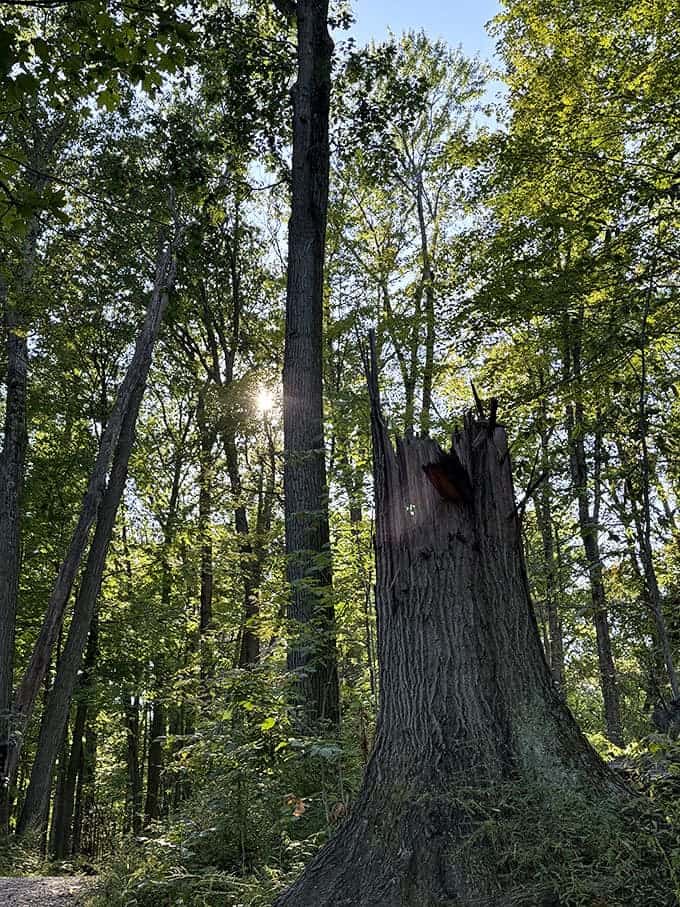 This mighty oak stands as nature's castle, its trunk a fortress of bark and its canopy a living roof sheltering forest creatures.