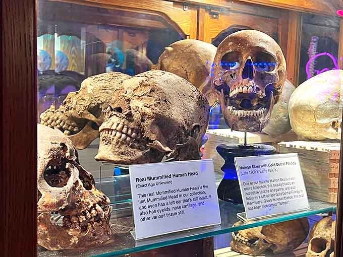 Not for the faint-hearted: authentic human skulls and remains serve as sobering reminders of our mortality and medical history.