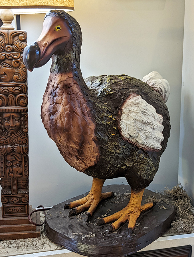 Meet the dodo's mysterious cousin! This lifelike replica reminds us that extinction isn't always the end of the story.