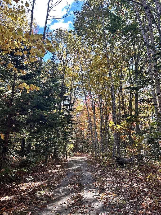 Fall paints the woodland trails with golden light, transforming an ordinary walk into a journey through nature's most vibrant gallery.
