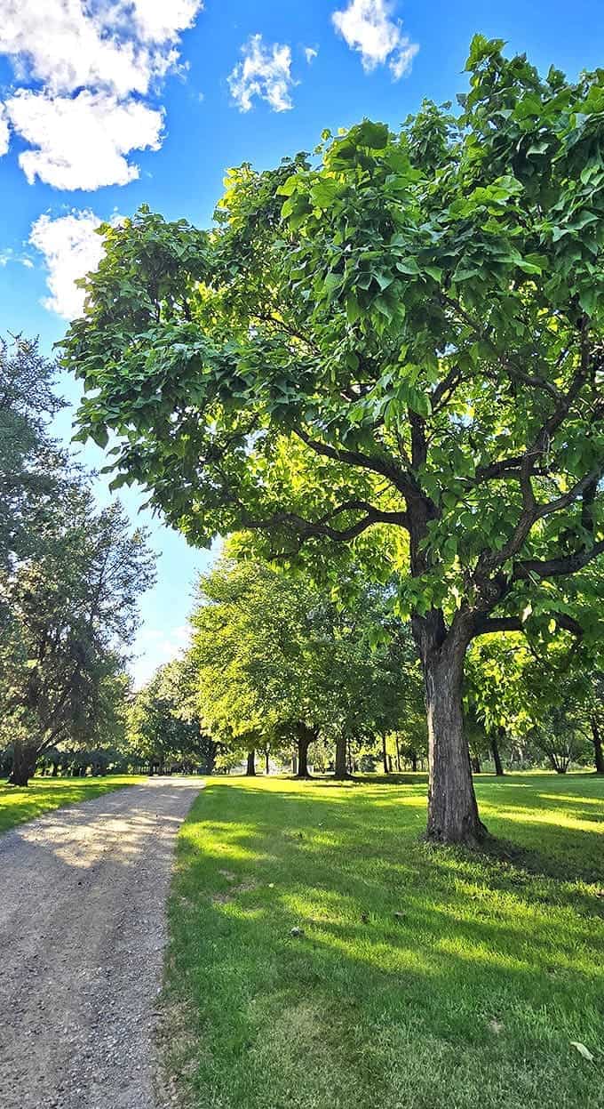 Sunlight filters through this magnificent tree, creating the kind of dappled glow that makes photographers weep with joy.