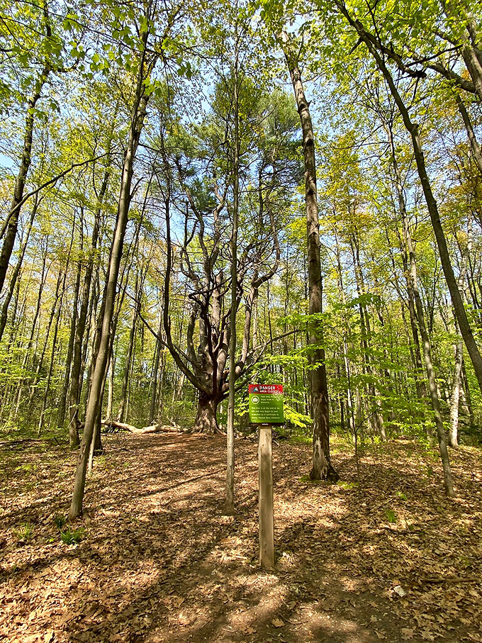 Ancient trees create a cathedral-like atmosphere in the woods, their twisted branches telling stories of centuries gone by.
