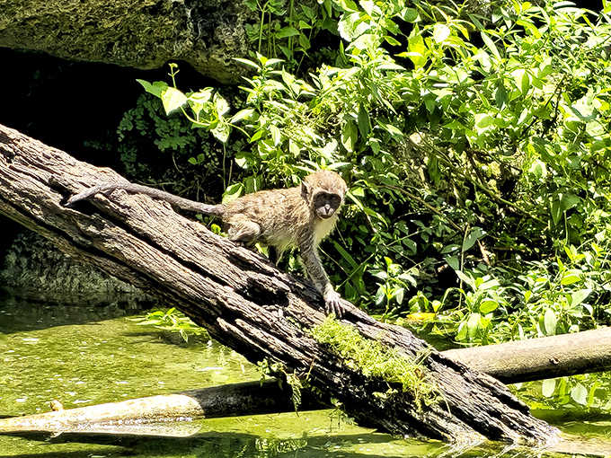 At Monkey Jungle, the residents enjoy their natural habitat while visitors observe from below &ndash; a clever role reversal that puts humans in the "cage."
