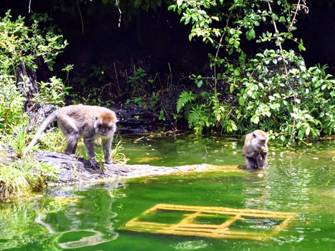 Curious primates explore their watery playground at Monkey Jungle, where multiple species live in a semi-natural environment.