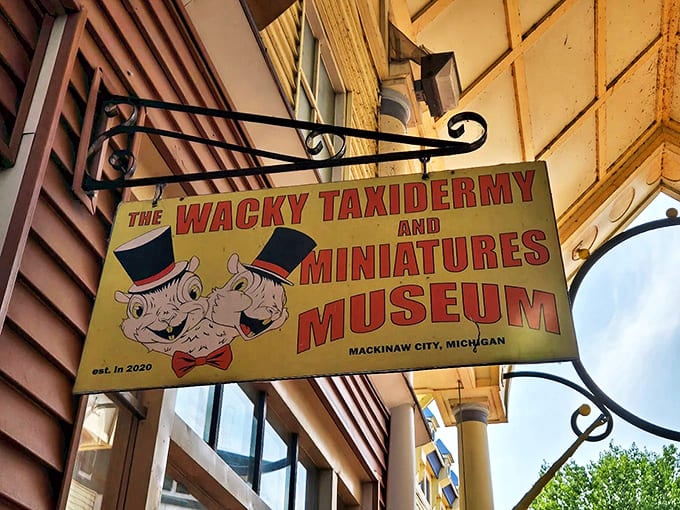 Tucked among Mackinaw City's shops, the Wacky Taxidermy and Miniatures Museum invites visitors to explore its unusual combination of preserved creatures and tiny treasures.