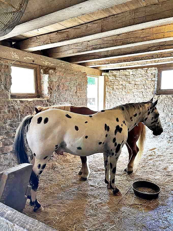 The Appaloosa's spotted coat creates a living canvas, its distinctive pattern as unique as a fingerprint against rustic stable walls.