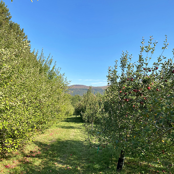 Nature's perfect corridors: walking between these apple-laden rows feels like entering a secret garden designed for grown-up play.