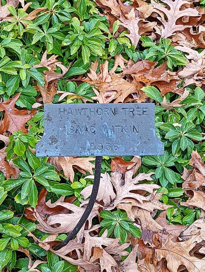 A simple bronze plaque honors Isaac Witkin's 1936 hawthorn tree, where art and nature's timelines intertwine among fallen leaves.