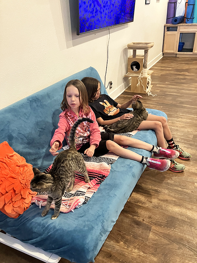 The magic of El Jefe: where children discover the joy of gentle interaction with cats who seem equally delighted by the attention.