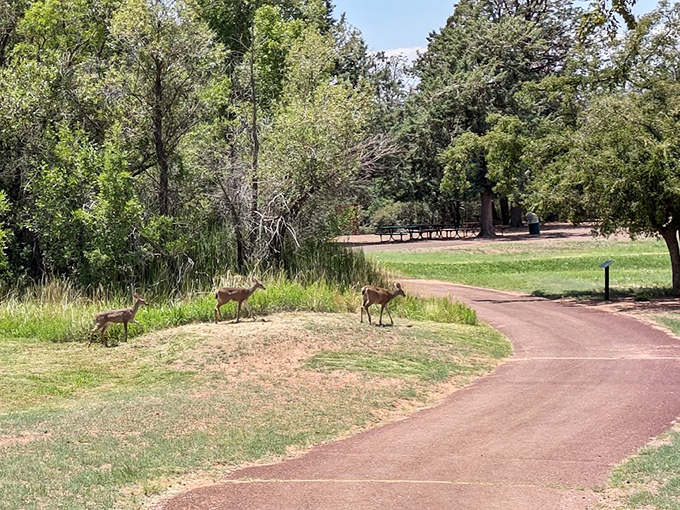 Deer pause along the park path, unimpressed residents who treat this world-class natural wonder as simply their everyday neighborhood.