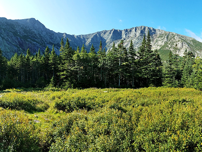 Alpine meadow meets mountain: Vibrant summer vegetation creates a colorful foreground to Katahdin's imposing granite backdrop.