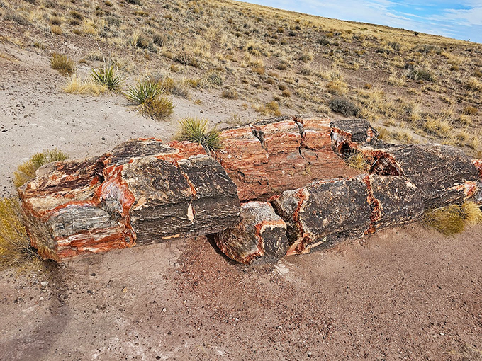Who needs Lincoln Logs when you've got these prehistoric playthings? Just don't try to build a cabin with them.