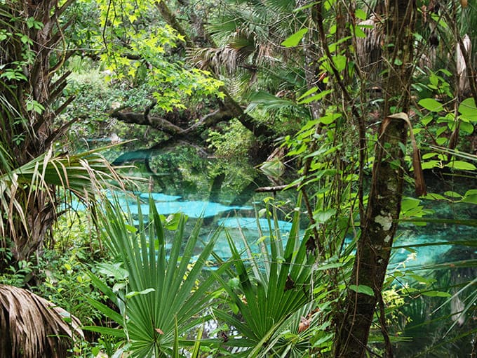 Palmettos stand guard around the spring's edge, their fan-like fronds creating natural umbrellas for the smaller plants growing beneath.
