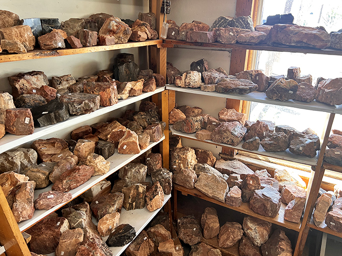 Nature's artwork revealed: petrified wood specimens showcase the magical transformation of ancient forests into stone treasures millions of years in the making.