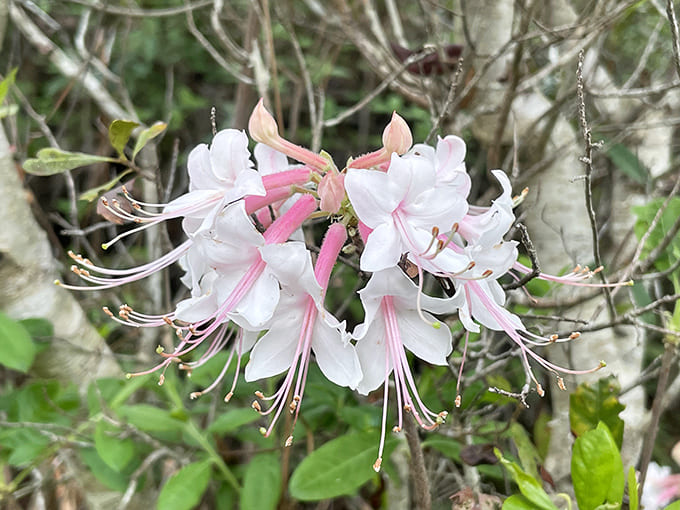 Native wildflowers burst into bloom along the trail, adding splashes of color that seem almost too vibrant to be real against the green backdrop.