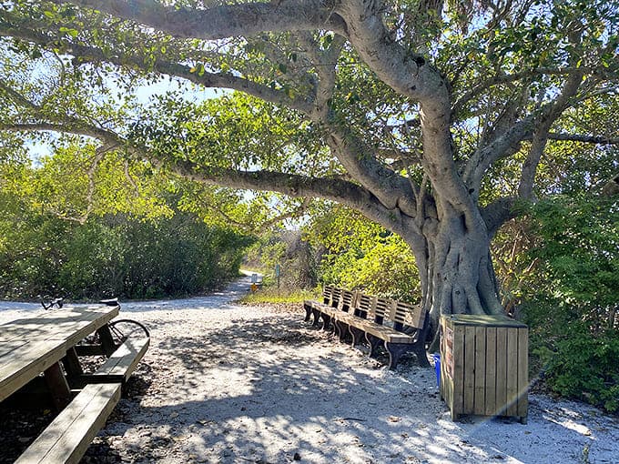 This ancient tree provides shade and serenity, creating nature's perfect waiting room for those needing a moment to just breathe.