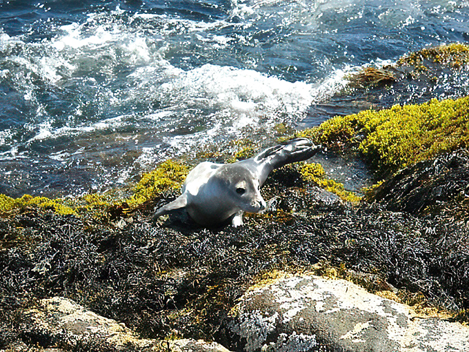 A curious harbor seal catches some rays on the rocks, proving humans aren't the only ones who enjoy this scenic spot.